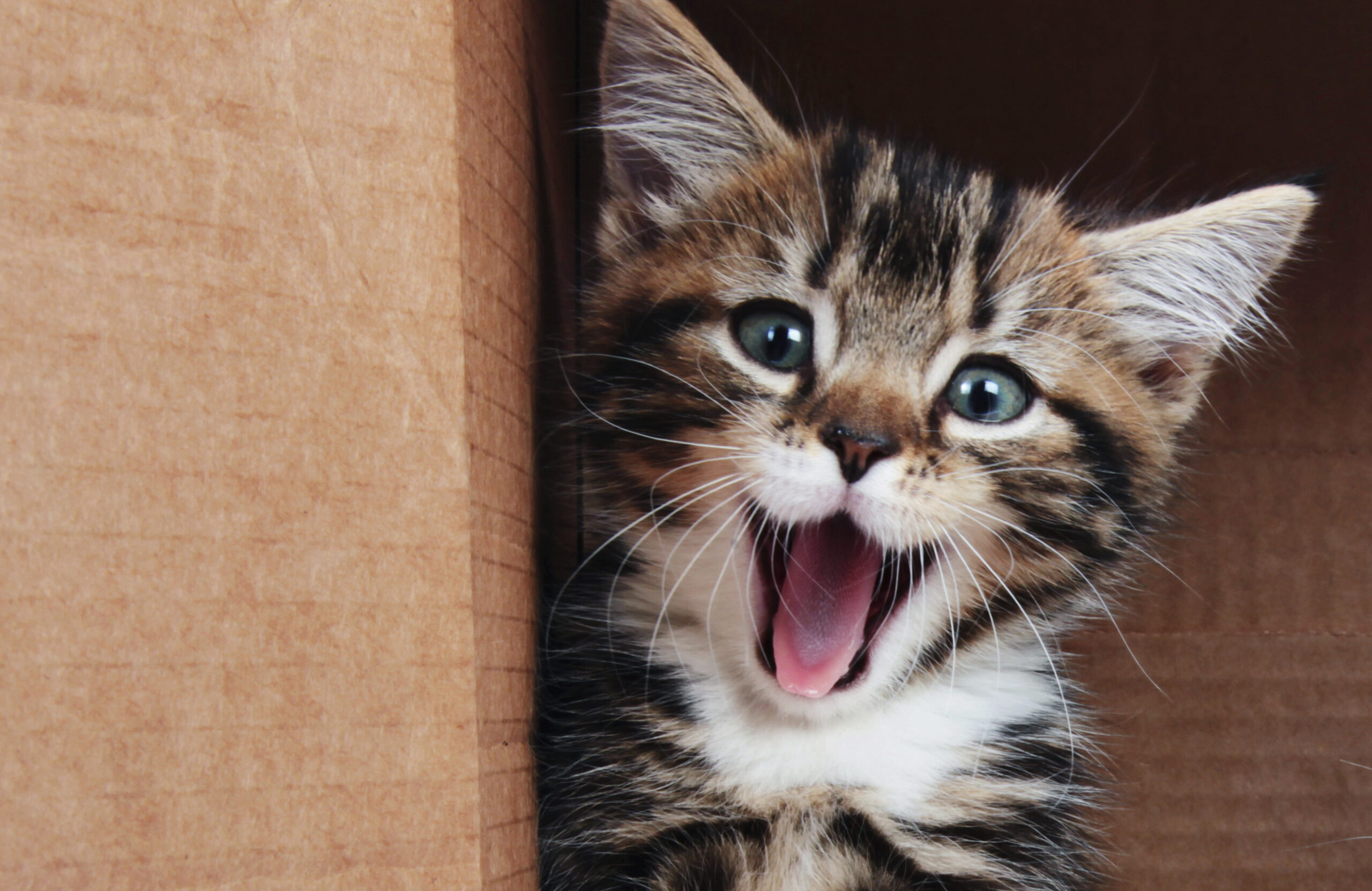 Receita do gato feliz: 10 dicas imperdíveis - Revista Pulo do Gato